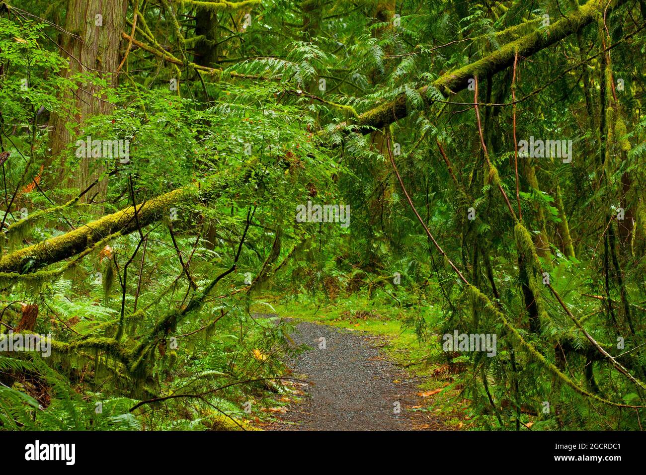 a exterior picture of an Pacific Northwest forest trail Stock Photo - Alamy