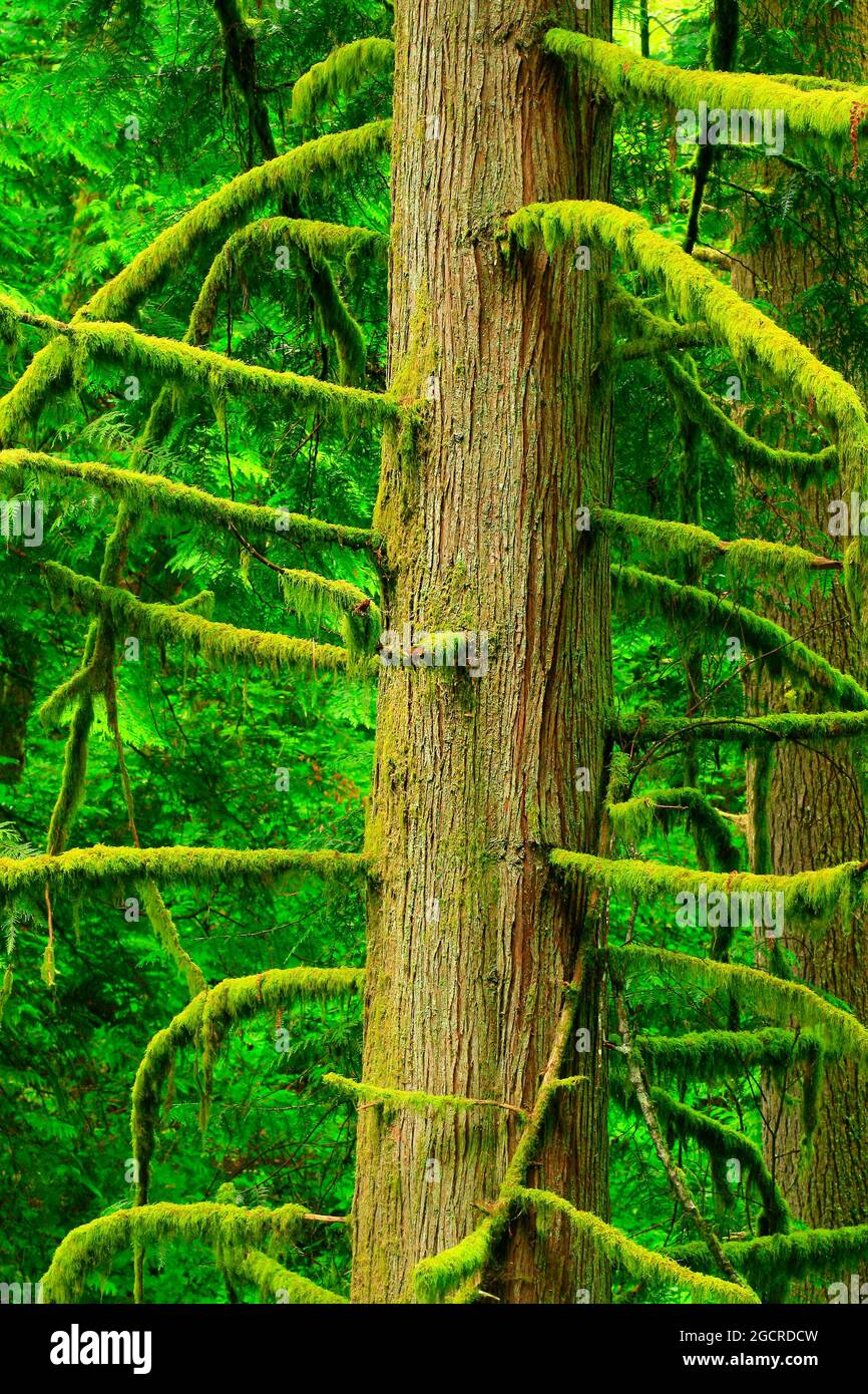 a exterior picture of an Pacific Northwest rainforest with Western red ...