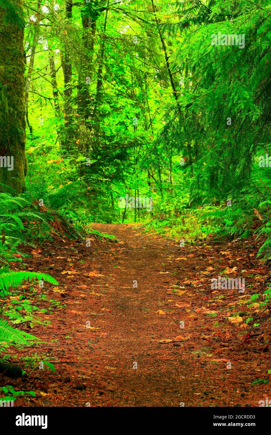 a exterior picture of an Pacific Northwest forest trail Stock Photo - Alamy