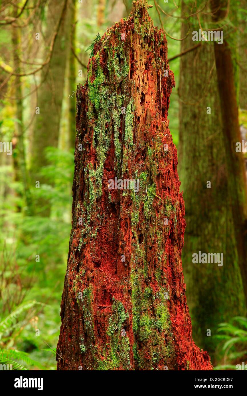 a exterior picture of an Pacific Northwest rainforest with Western red ...