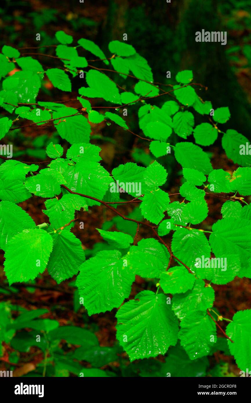 a exterior picture of an Pacific Northwest rainforest a Red alder tree ...