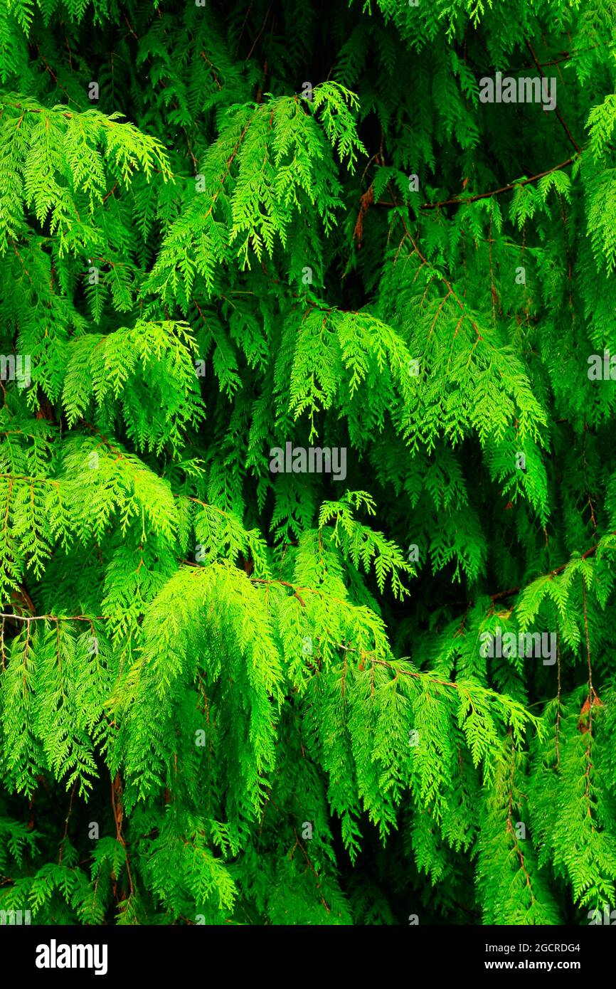 a exterior picture of an Pacific Northwest rainforest with Western red ...