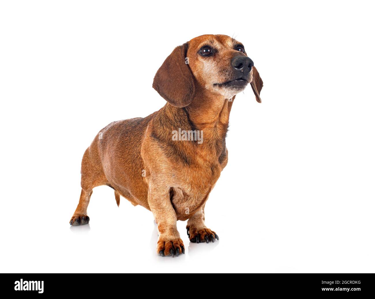 brown Dachshund in front of white background Stock Photo - Alamy