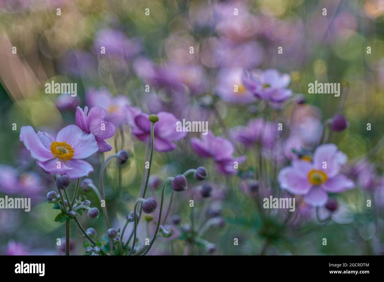Bubble bokeh and floral abstracts photographed with Meyer Optik Gorlitz ...