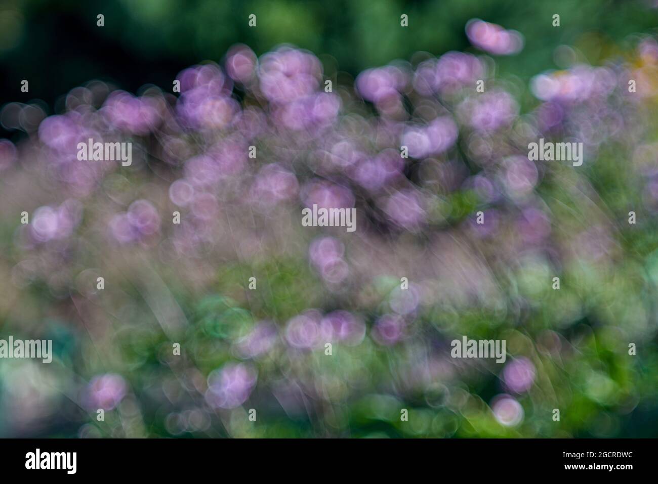 Bubble bokeh and floral abstracts photographed with Meyer Optik Gorlitz ...