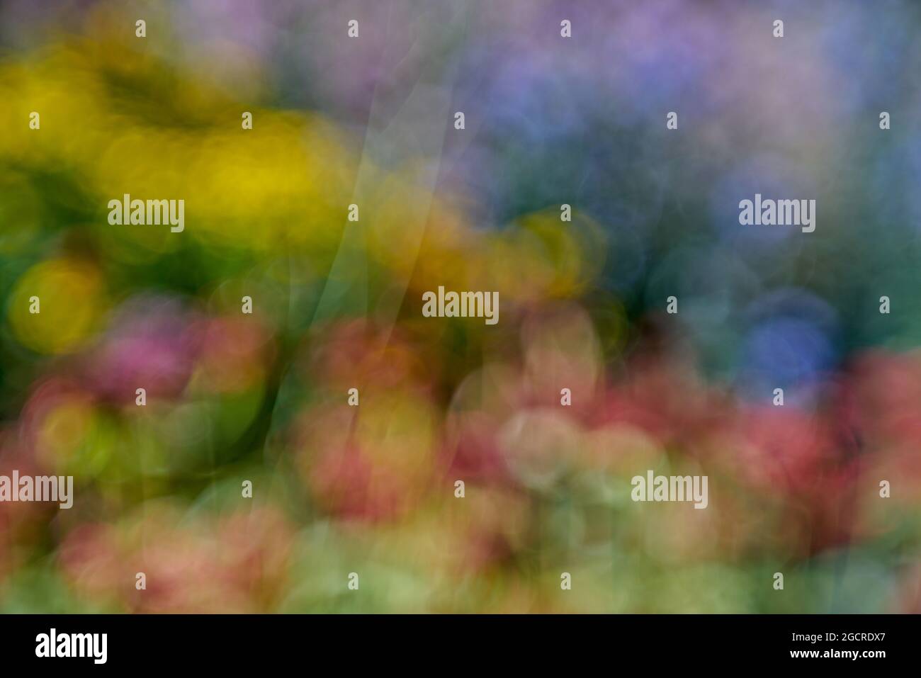 Bubble bokeh and floral abstracts photographed with Meyer Optik Gorlitz ...