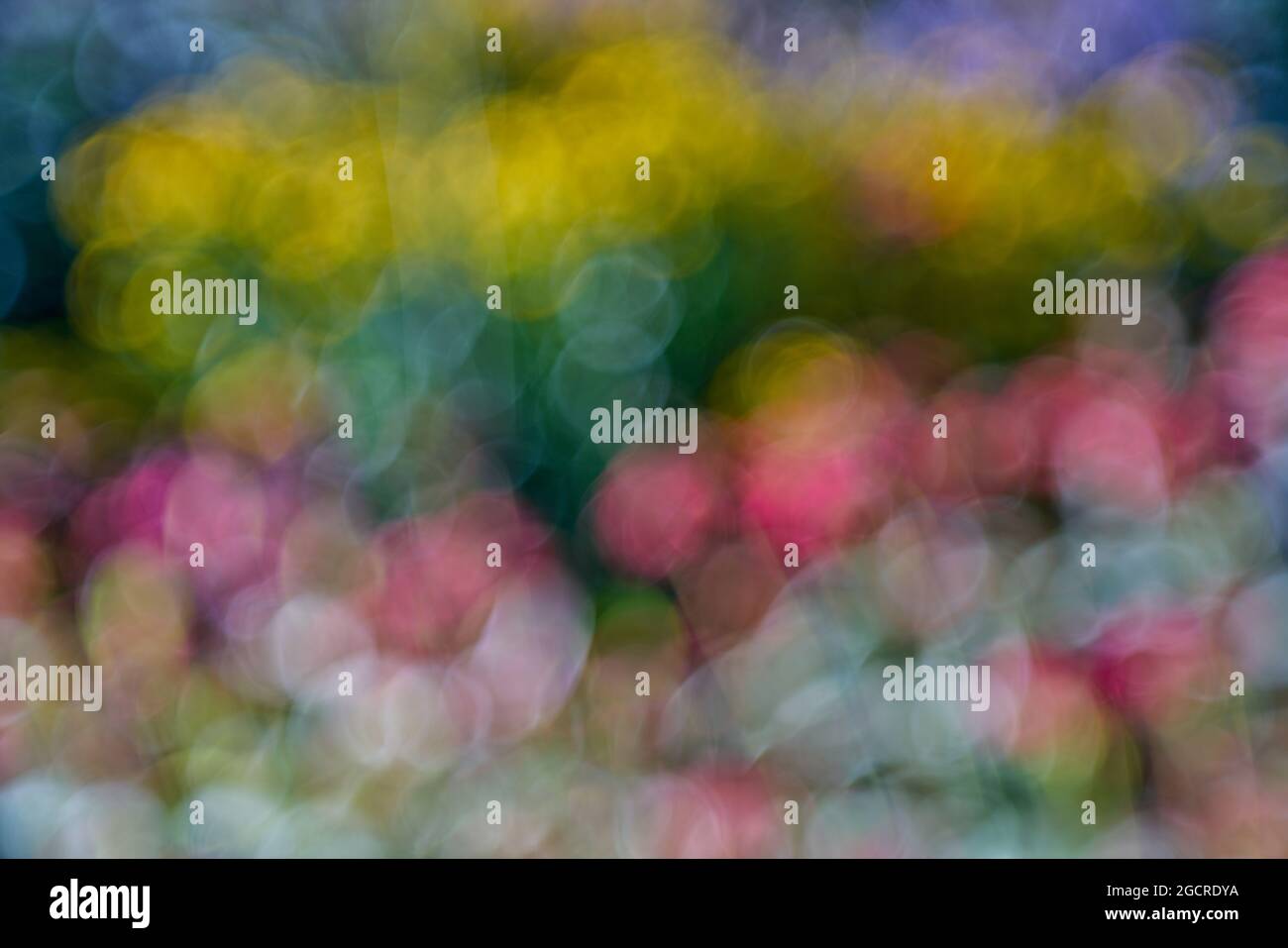 Bubble bokeh and floral abstracts photographed with Meyer Optik Gorlitz ...