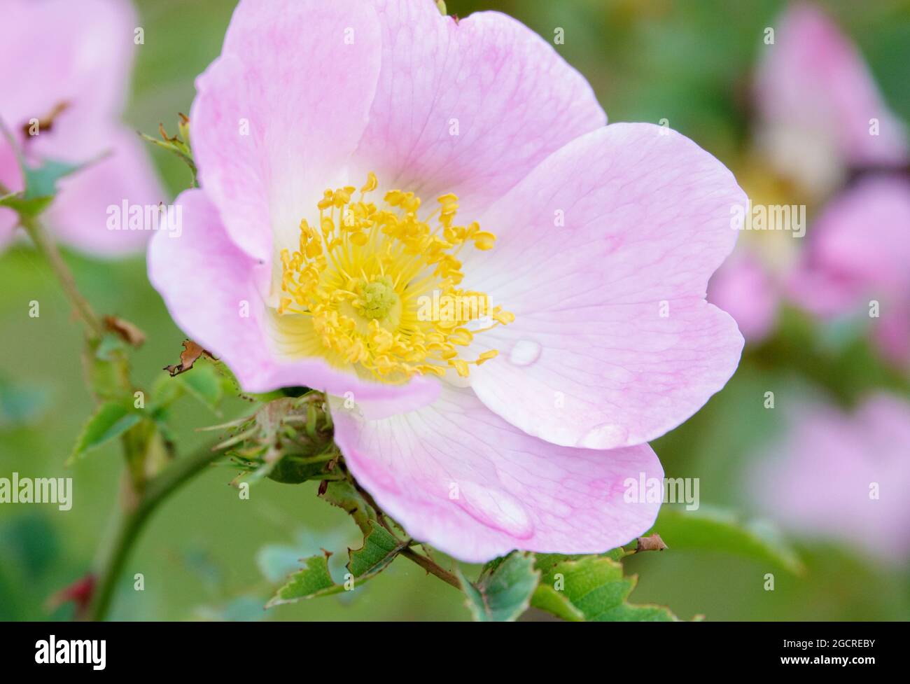 beautiful pink dog rose (Rosa canina) growing wild on Salisbury Plain ...