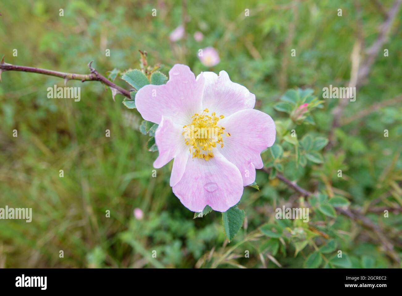beautiful pink dog rose (Rosa canina) growing wild on Salisbury Plain ...