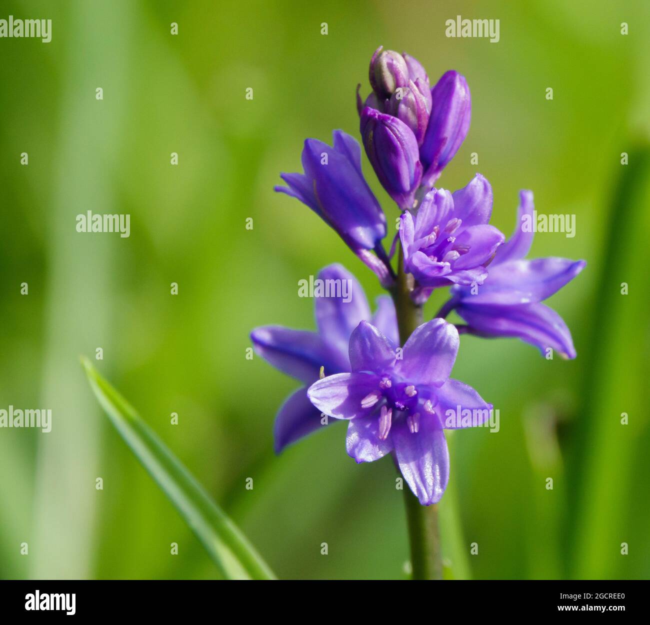 English Spanish bluebells in full spring bloom Stock Photo - Alamy