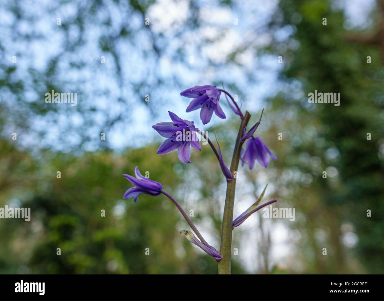 English Spanish bluebells in full spring bloom Stock Photo - Alamy