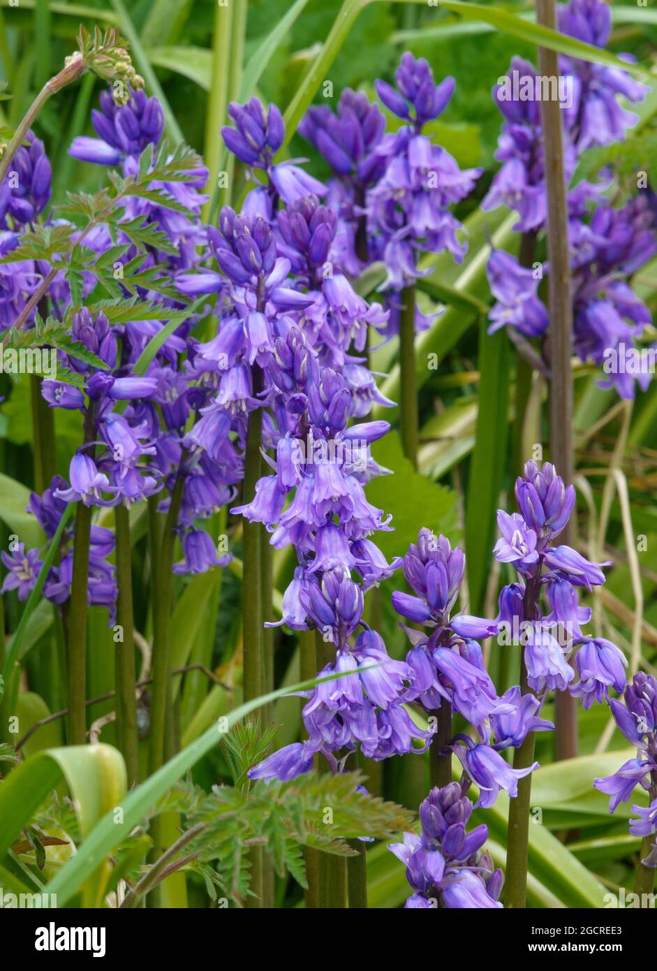 English Spanish bluebells in full spring bloom Stock Photo - Alamy