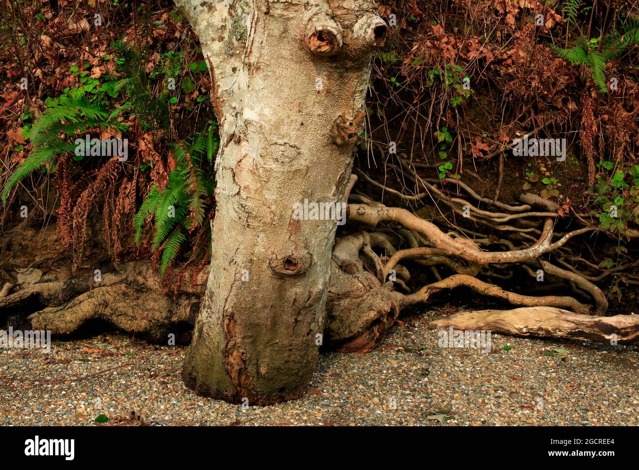 a exterior picture of an Pacific Northwest forest with Red alder tree ...