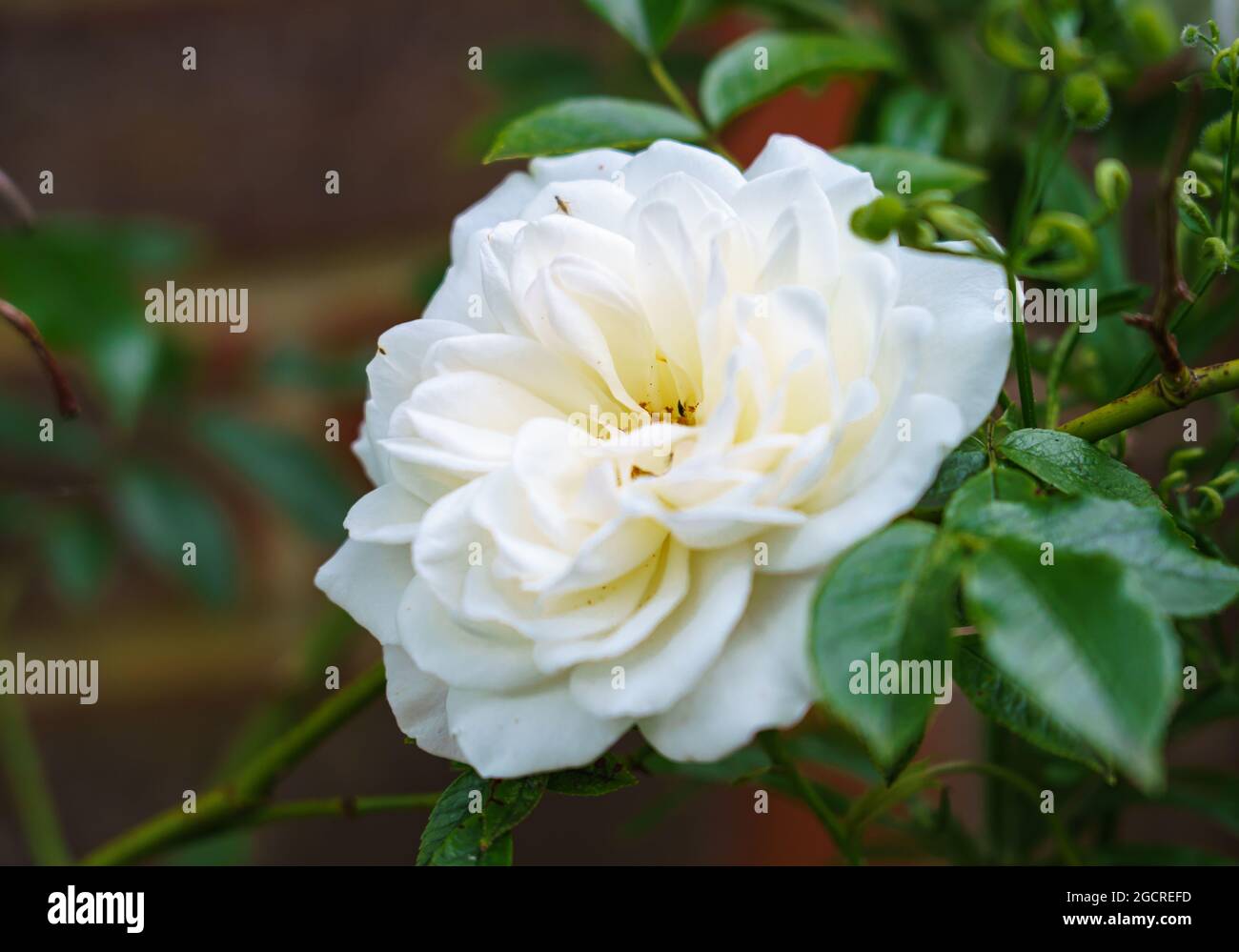 detailed close up of a beautiful white rose of york flower (Rosa × alba ...