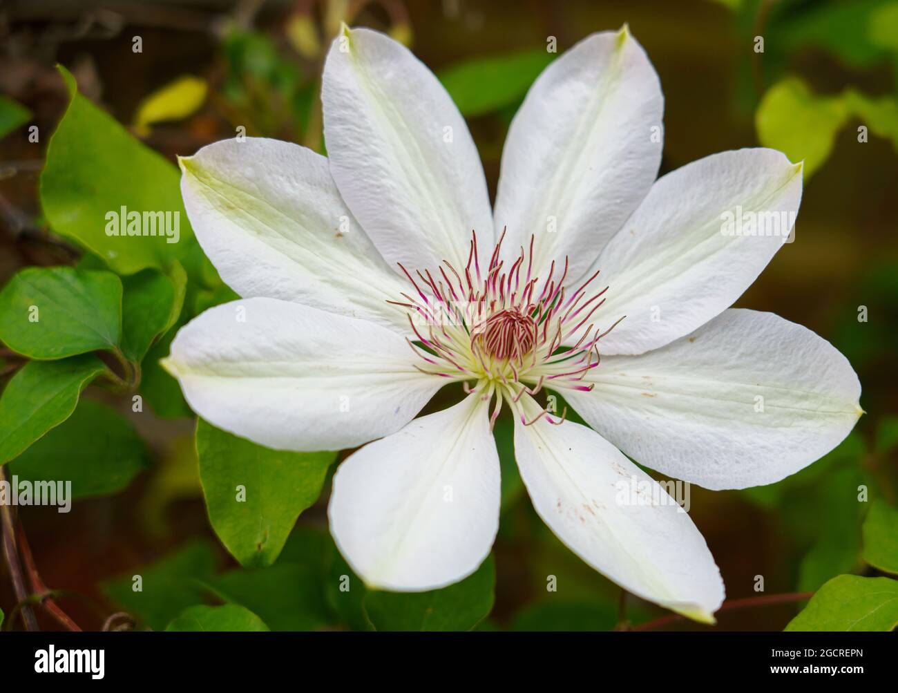 White background silhouette climber hi-res stock photography and images ...