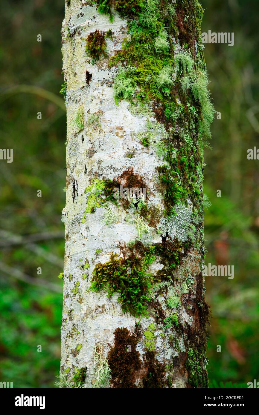 a exterior picture of an Pacific Northwest forest with Red alder tree ...