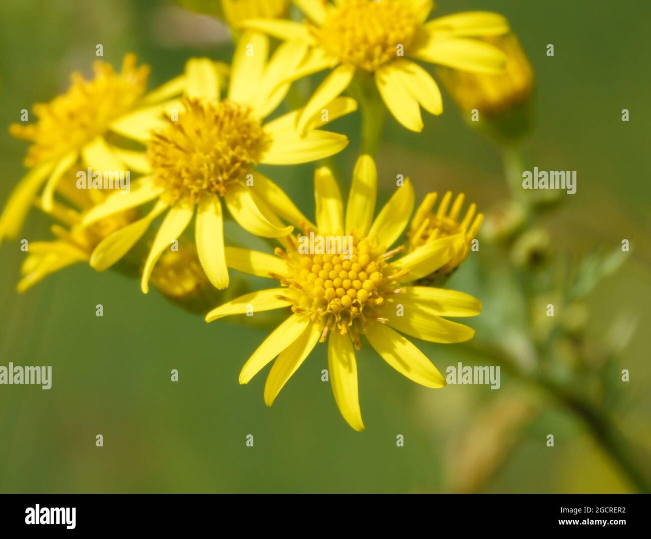 beautiful yellow Ragwort flowers (Senecio jacobaea) growing wild on ...