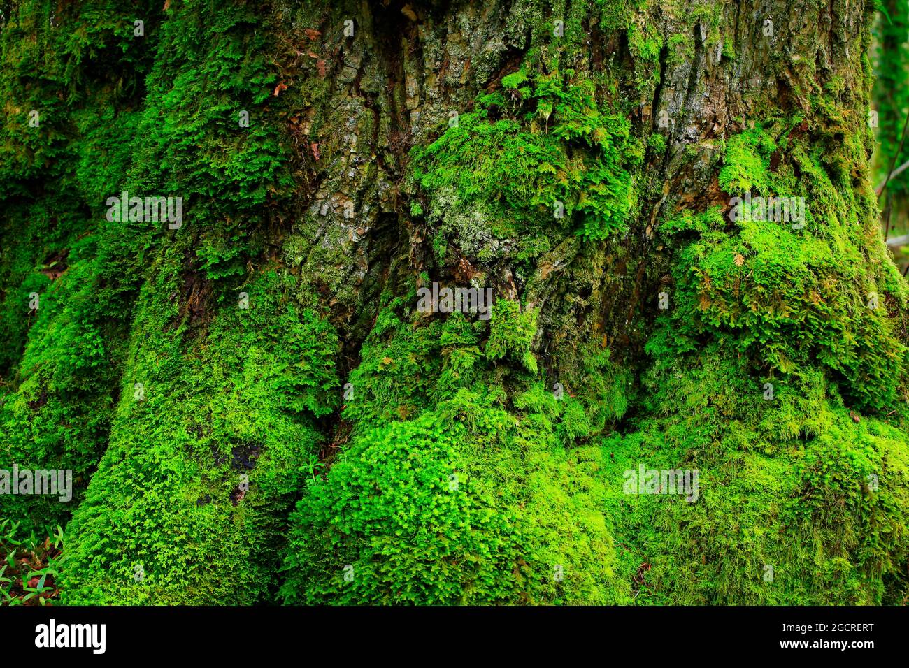 a exterior picture of an Pacific Northwest forest with Big leaf maple ...