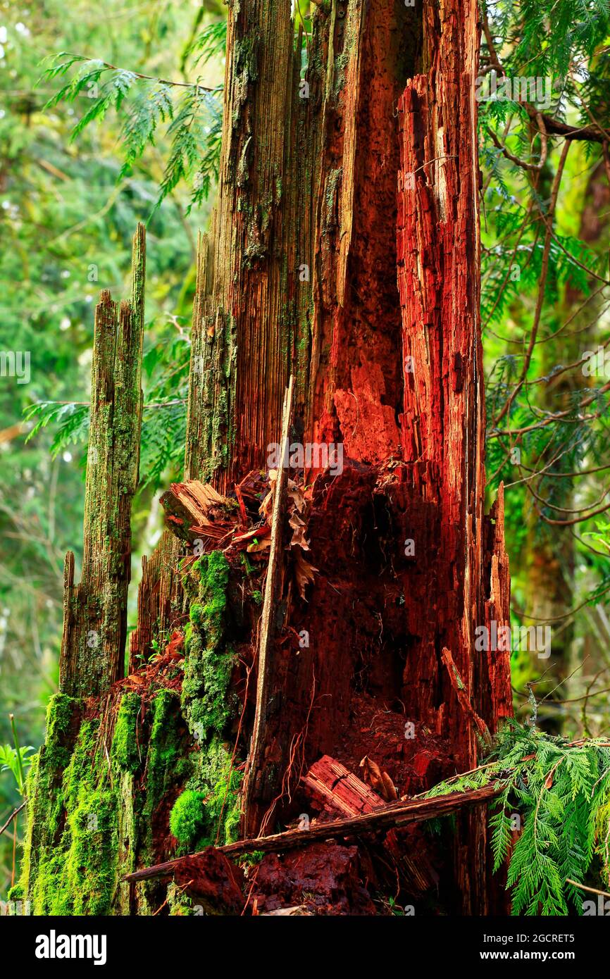 a exterior picture of an Pacific Northwest forest with western red ...