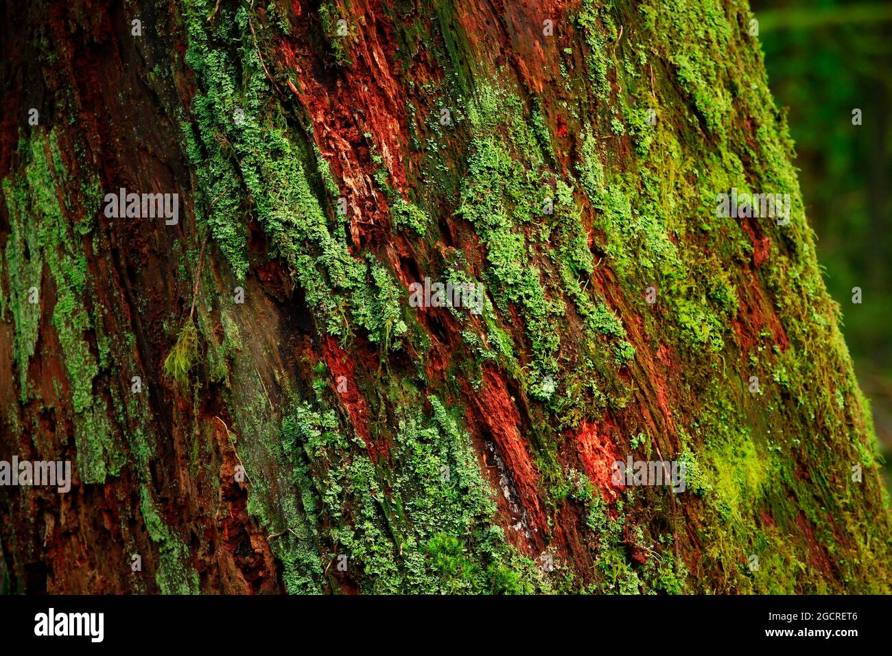 a exterior picture of an Pacific Northwest forest with western red ...