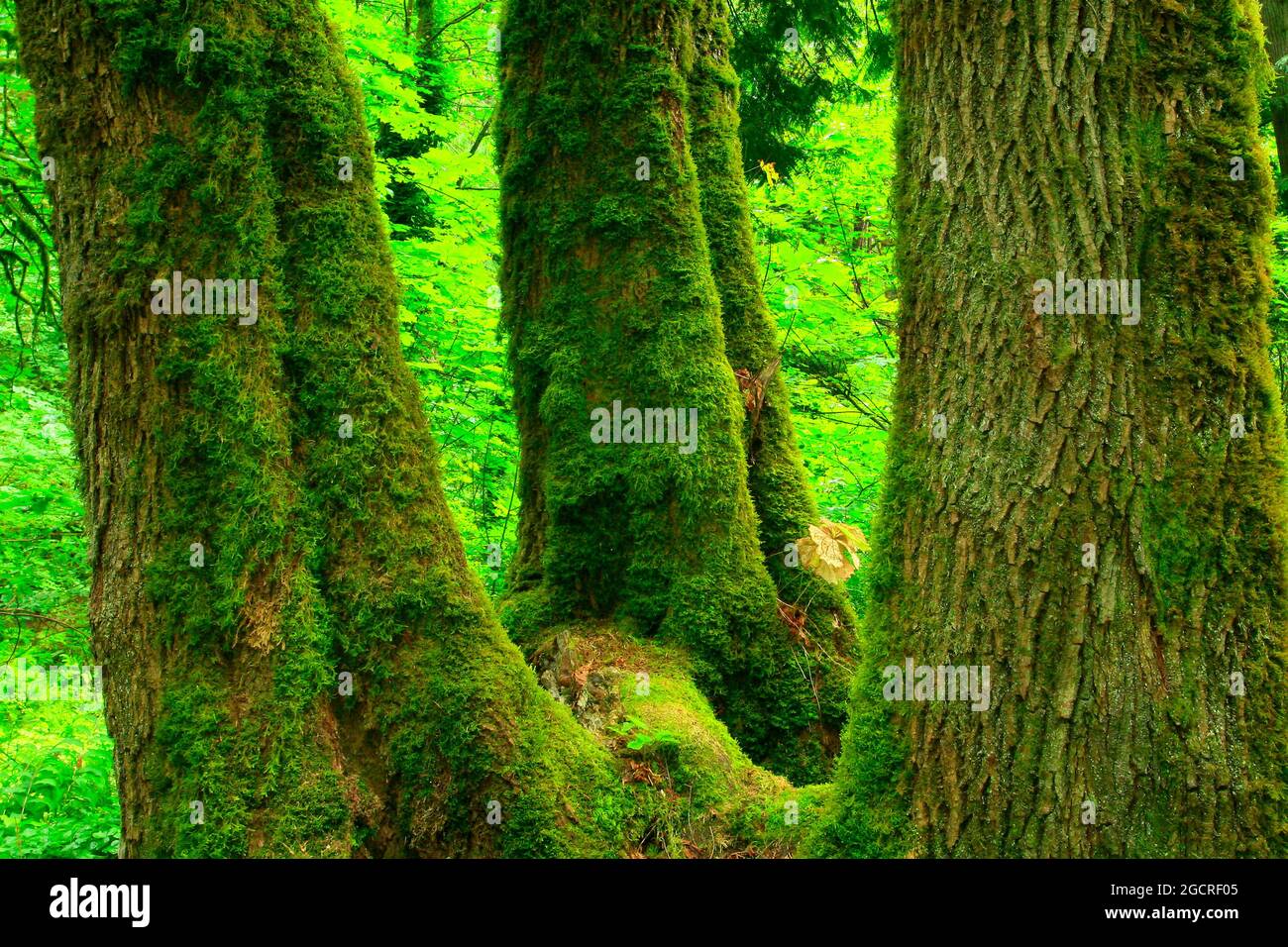 Old growth big leaf maple tree hi-res stock photography and images - Alamy