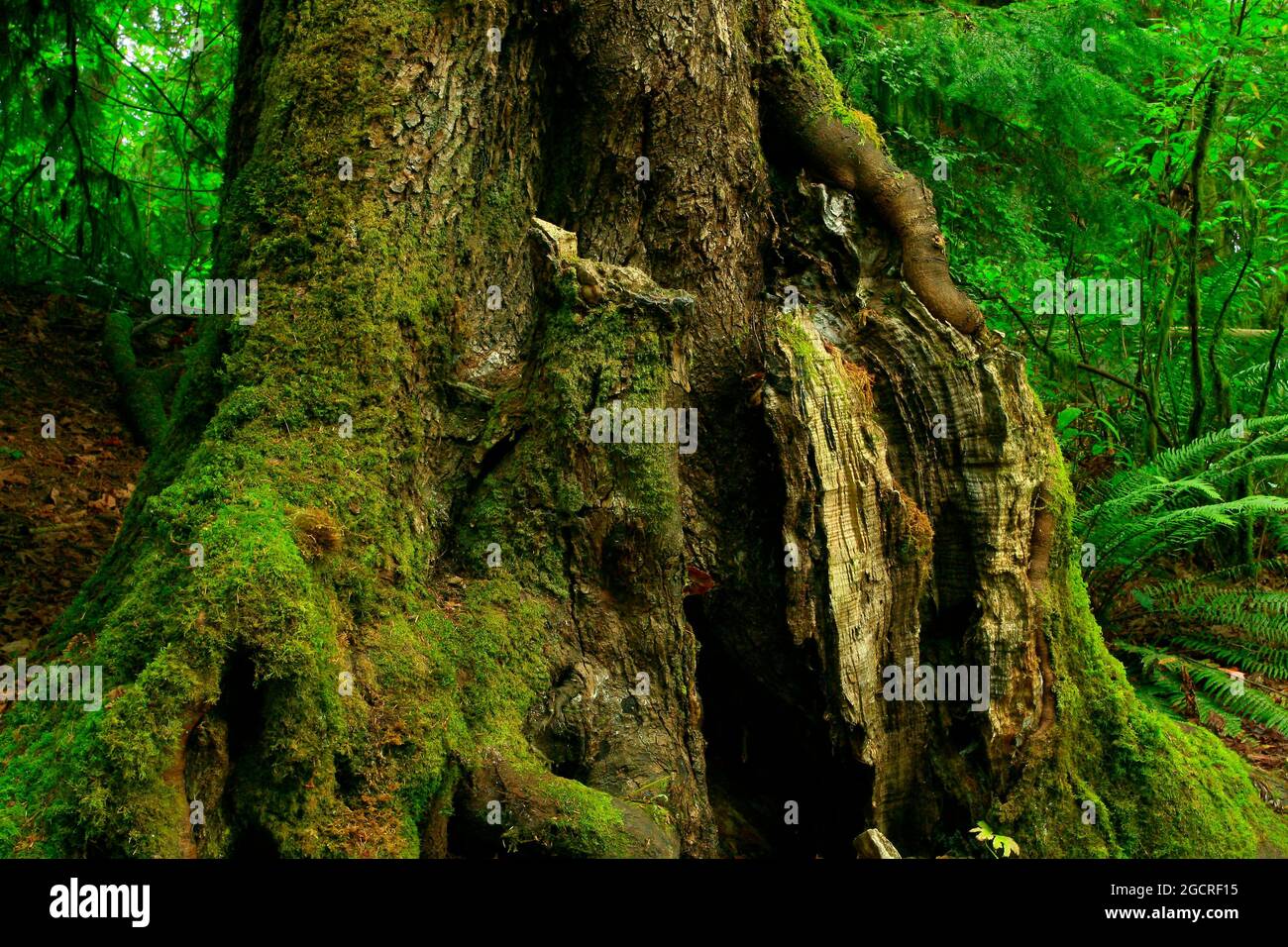 a exterior picture of an Pacific Northwest forest with Big leaf maple ...