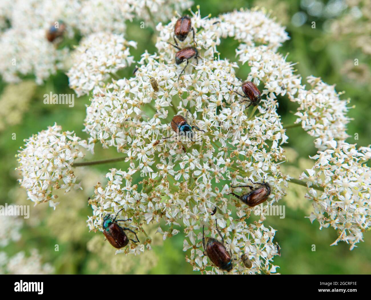 insects gather on Cow Parlsey (Anthriscus sylvestris) for food Stock ...