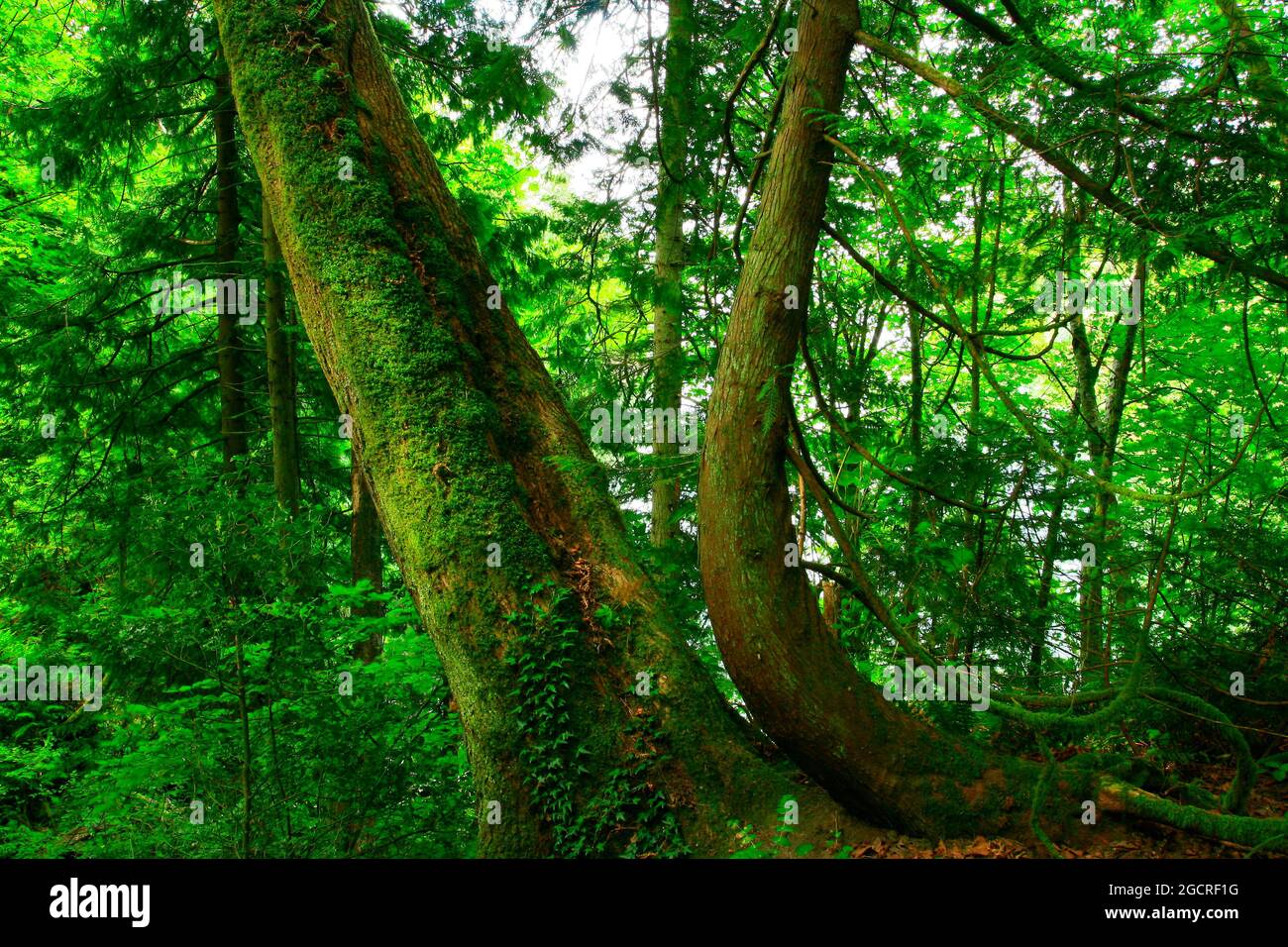 a exterior picture of an Pacific Northwest forest with old growth ...