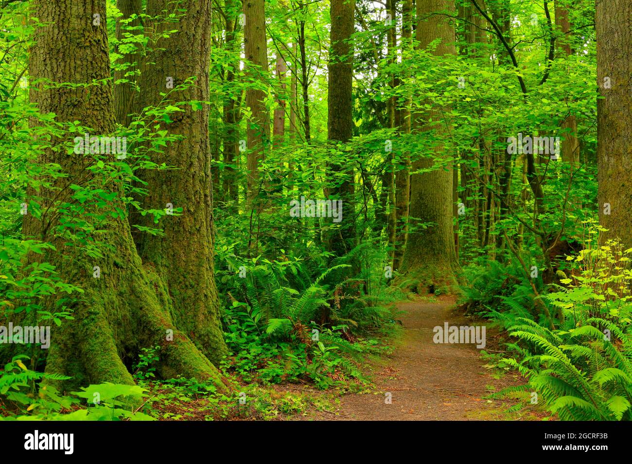 a exterior picture of an Pacific Northwest forest trail Stock Photo - Alamy