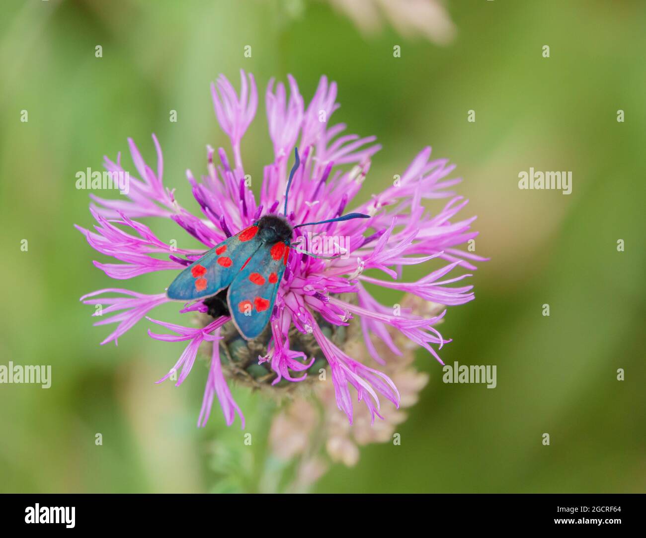 a six spot burnet moth (Zygaena filipendulae) feeding on a beautiful ...