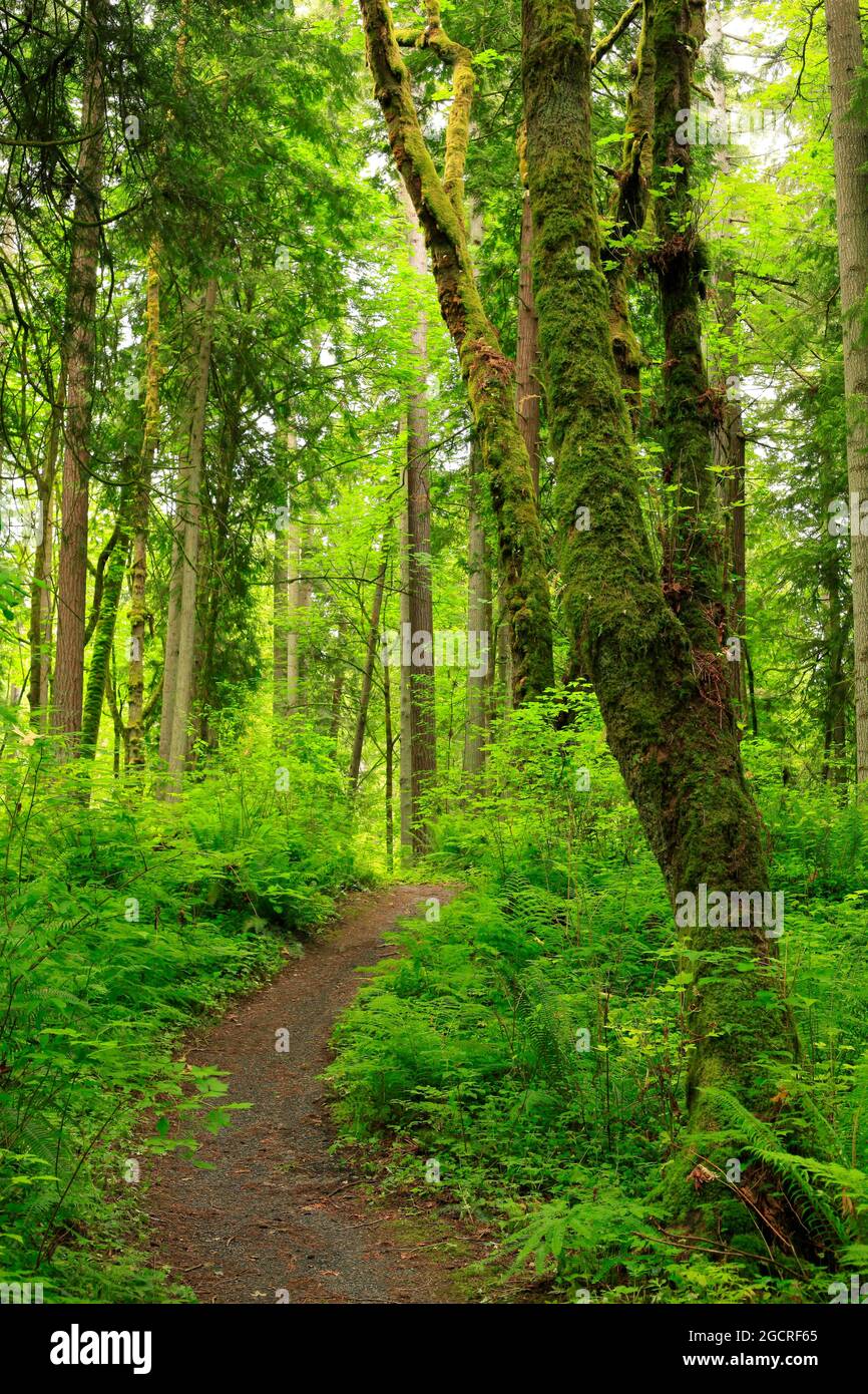 a exterior picture of an Pacific Northwest forest trail Stock Photo - Alamy