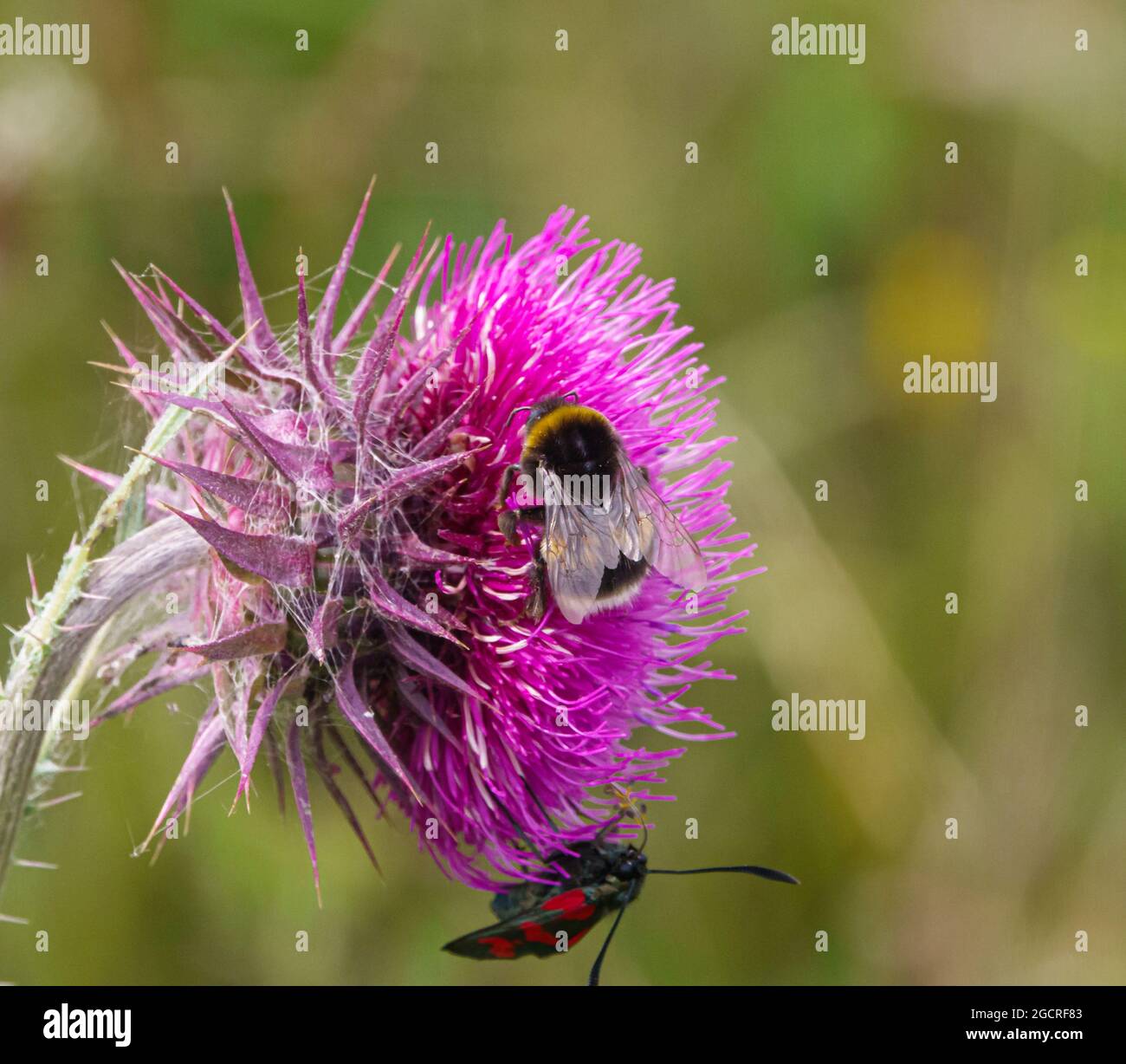 Red tailed moth hi-res stock photography and images - Alamy