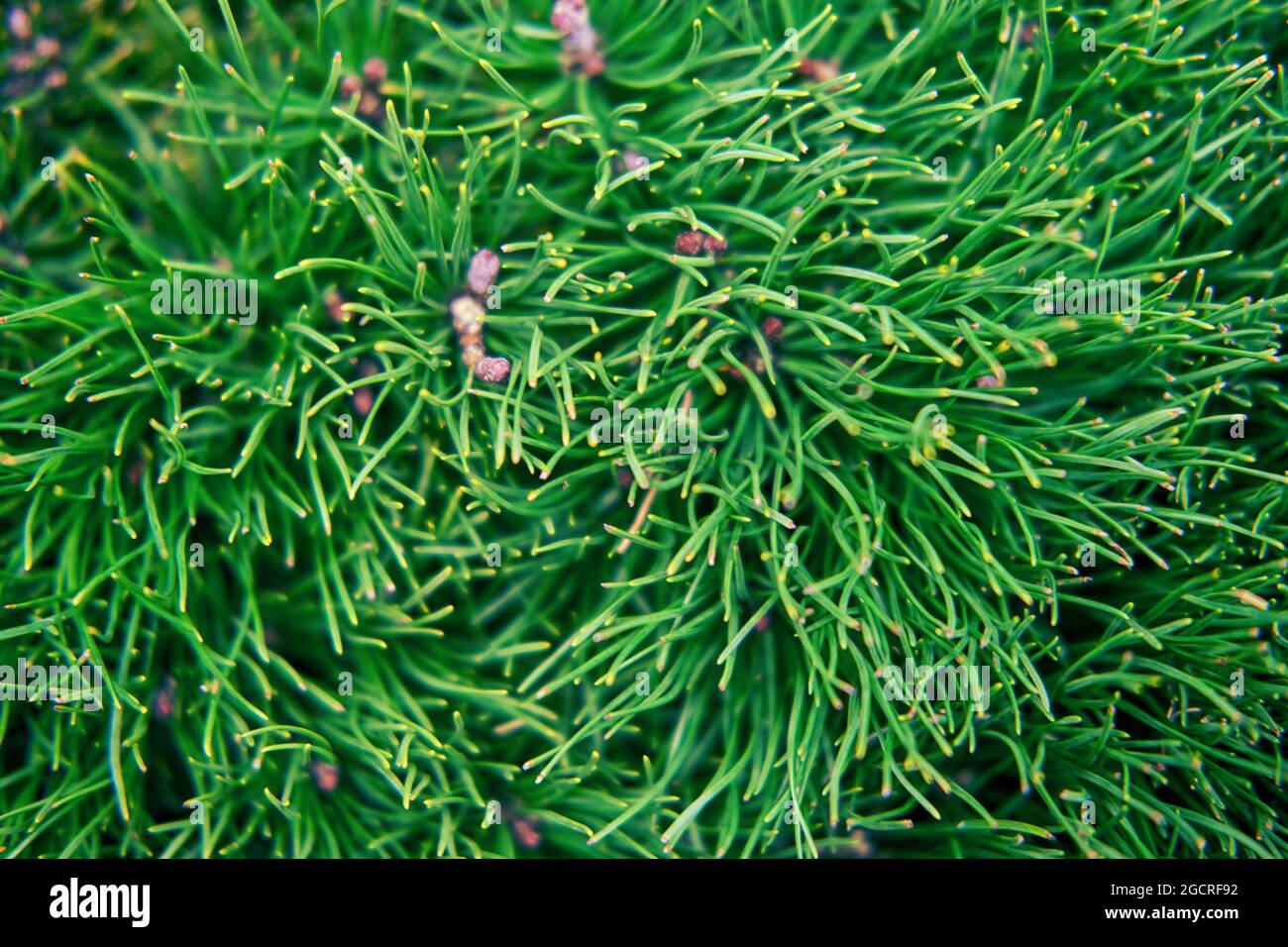 Christmas tree green needles background, texture closeup Stock Photo ...