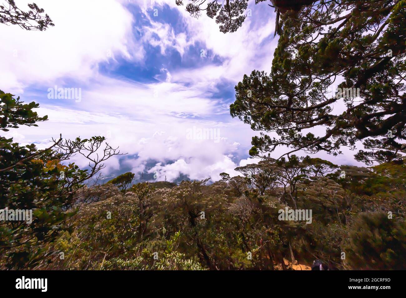 Borneo jungle trek hi-res stock photography and images - Alamy