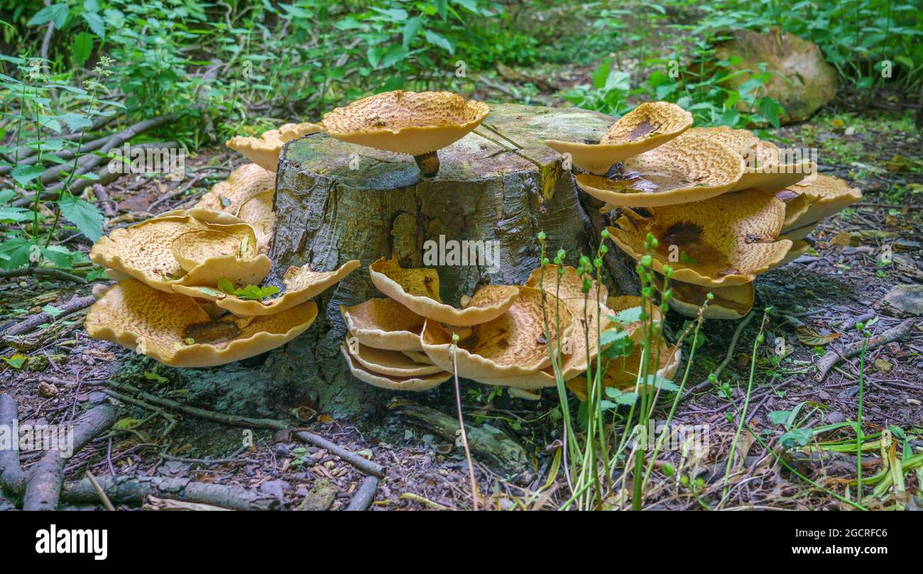 Cerioporus squamosus aka Polyporus squamosus is a basidiomycete bracket ...