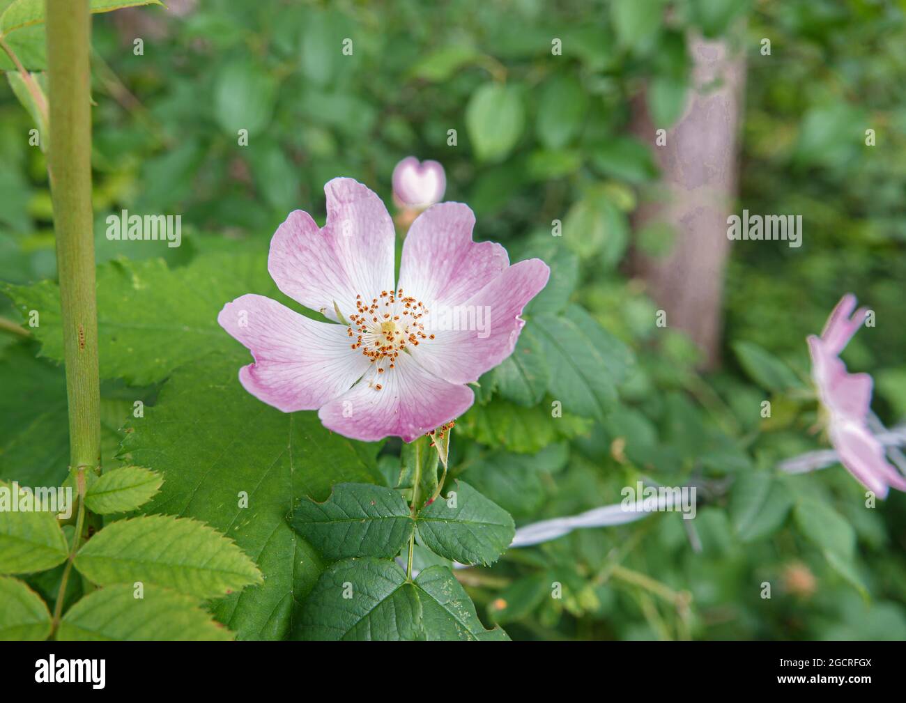 beautiful pink dog rose (Rosa canina) growing wild on Salisbury Plain ...