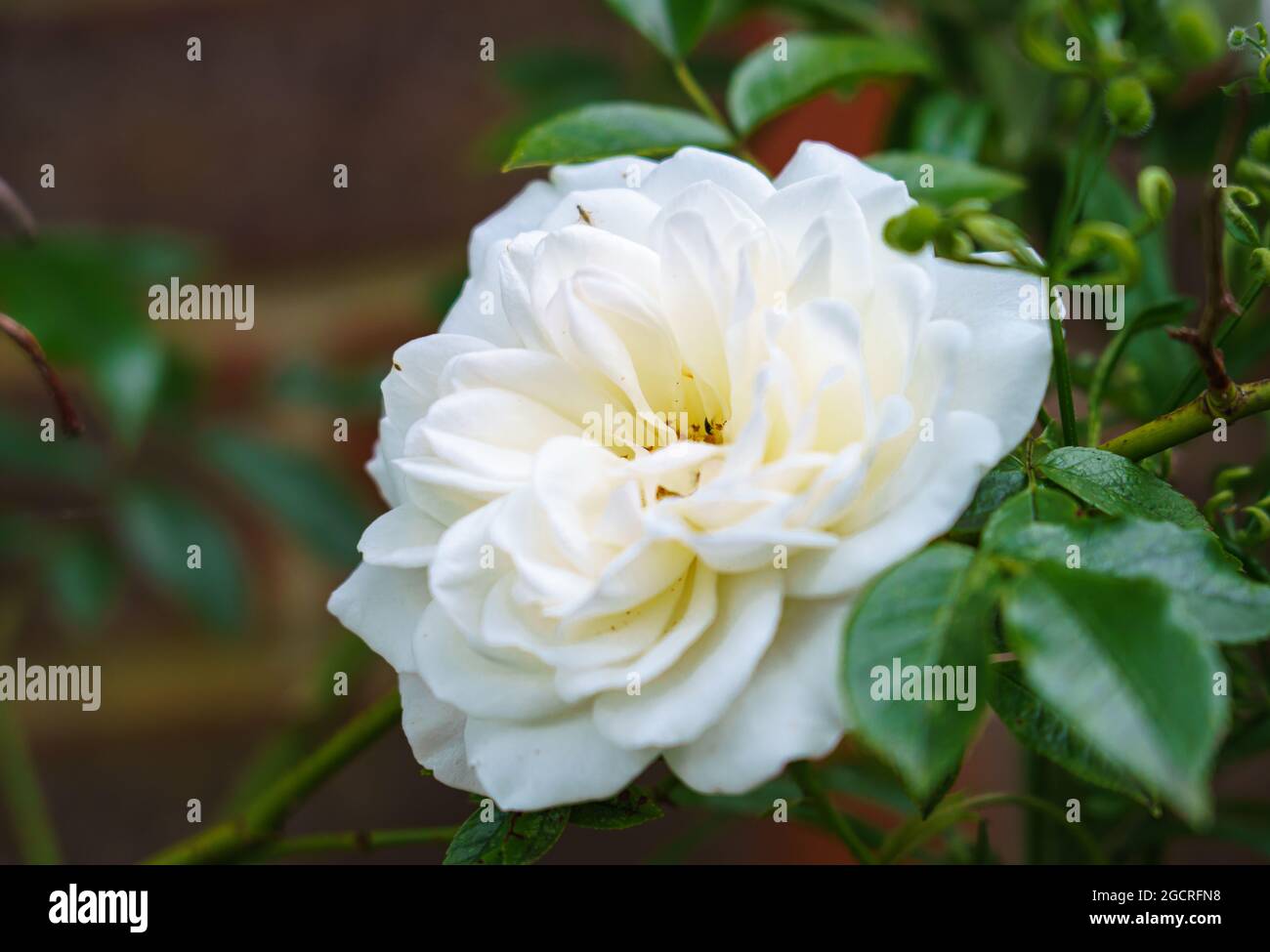 detailed close up of a beautiful white rose of york flower (Rosa × alba ...