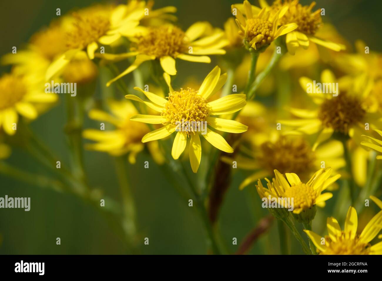 beautiful yellow Ragwort flowers (Senecio jacobaea) growing wild on ...