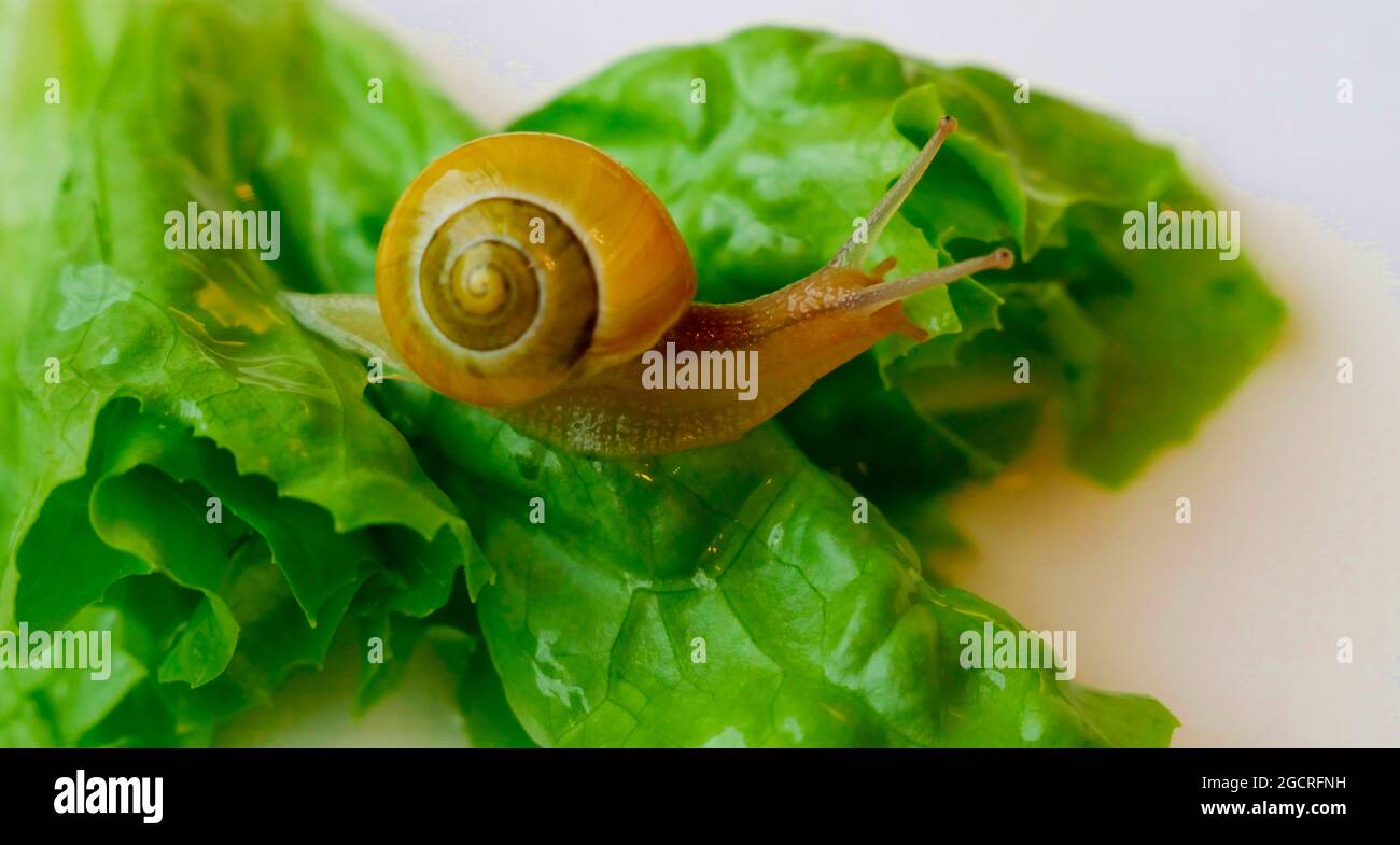 Snail with shell on a lettuce leaf Stock Photo - Alamy