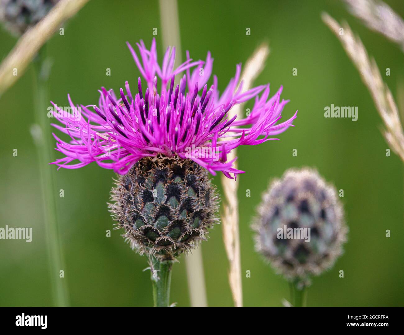 a beautiful pink greater knapweed (Centaurea scabiosa) flower Stock ...