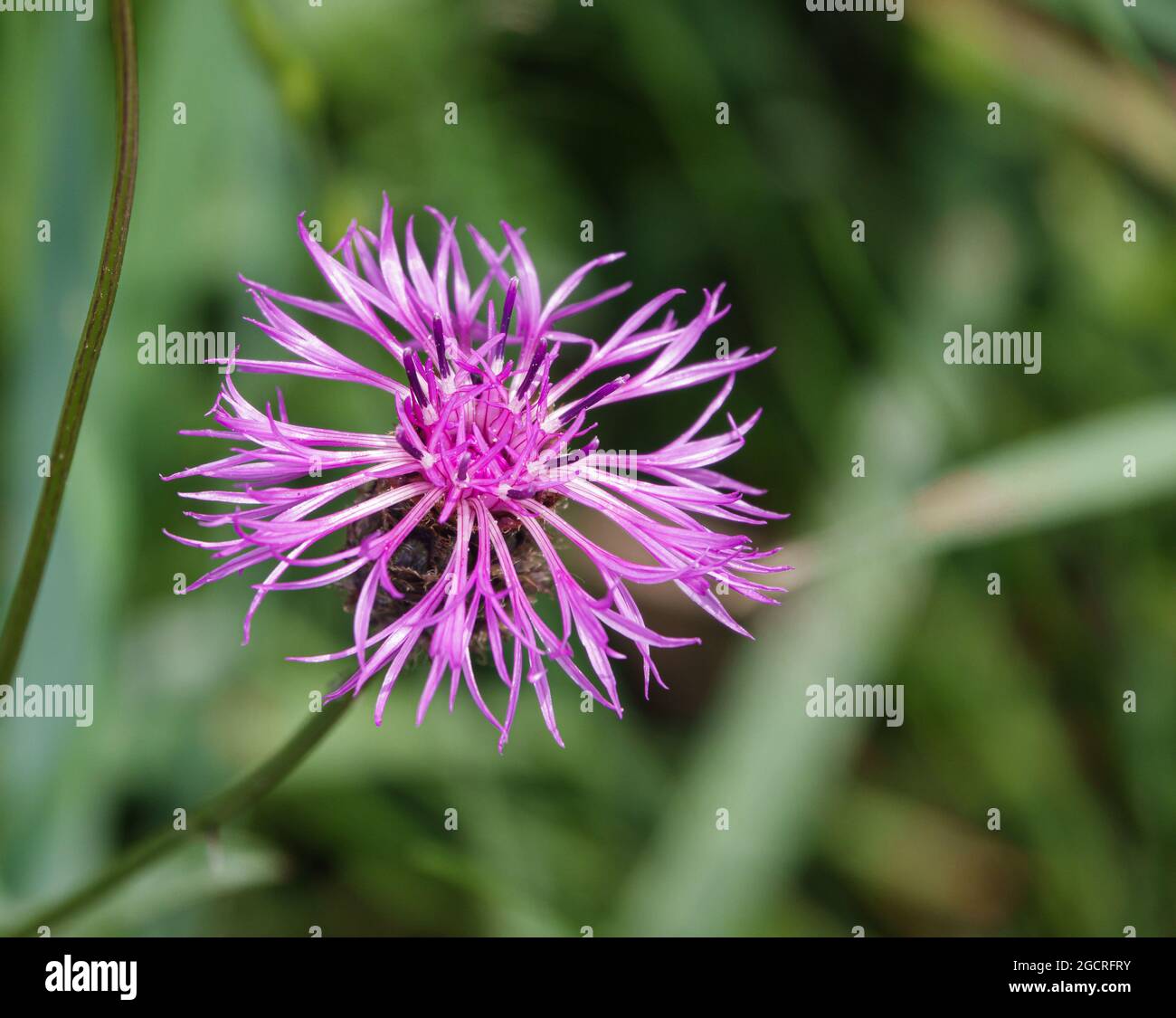 a beautiful pink greater knapweed (Centaurea scabiosa) flower Stock ...