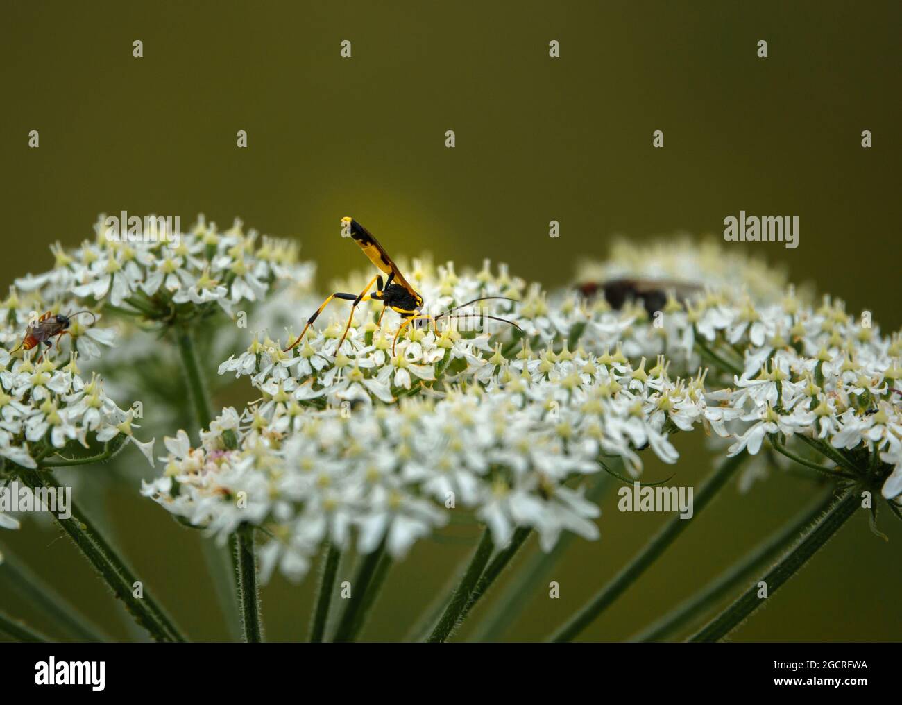 insects gather on Cow Parlsey (Anthriscus sylvestris) for food Stock ...