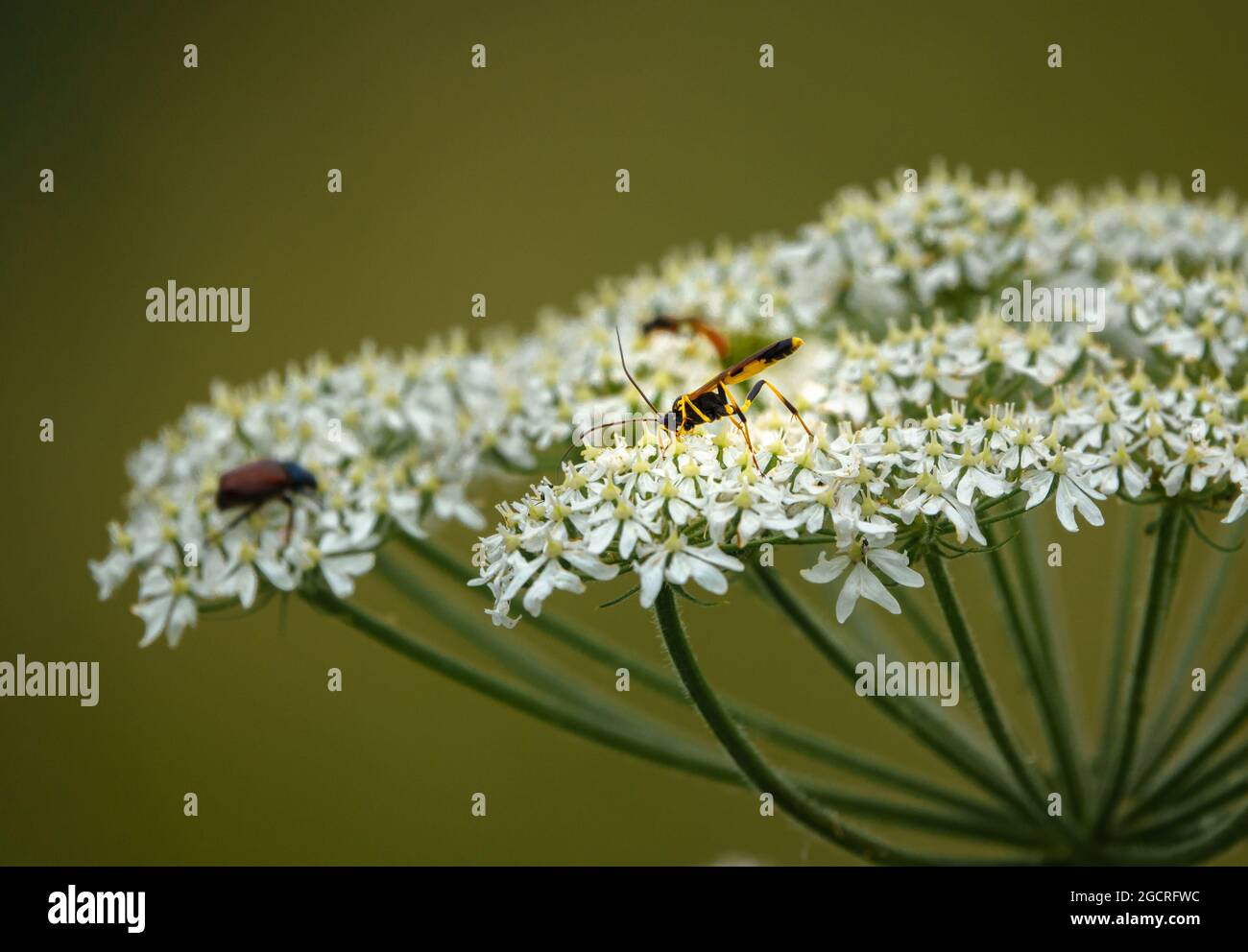 insects gather on Cow Parlsey (Anthriscus sylvestris) for food Stock ...
