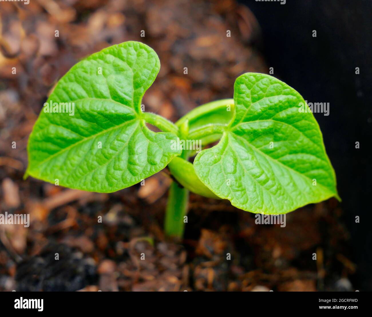 Young shoot of a bean Stock Photo - Alamy