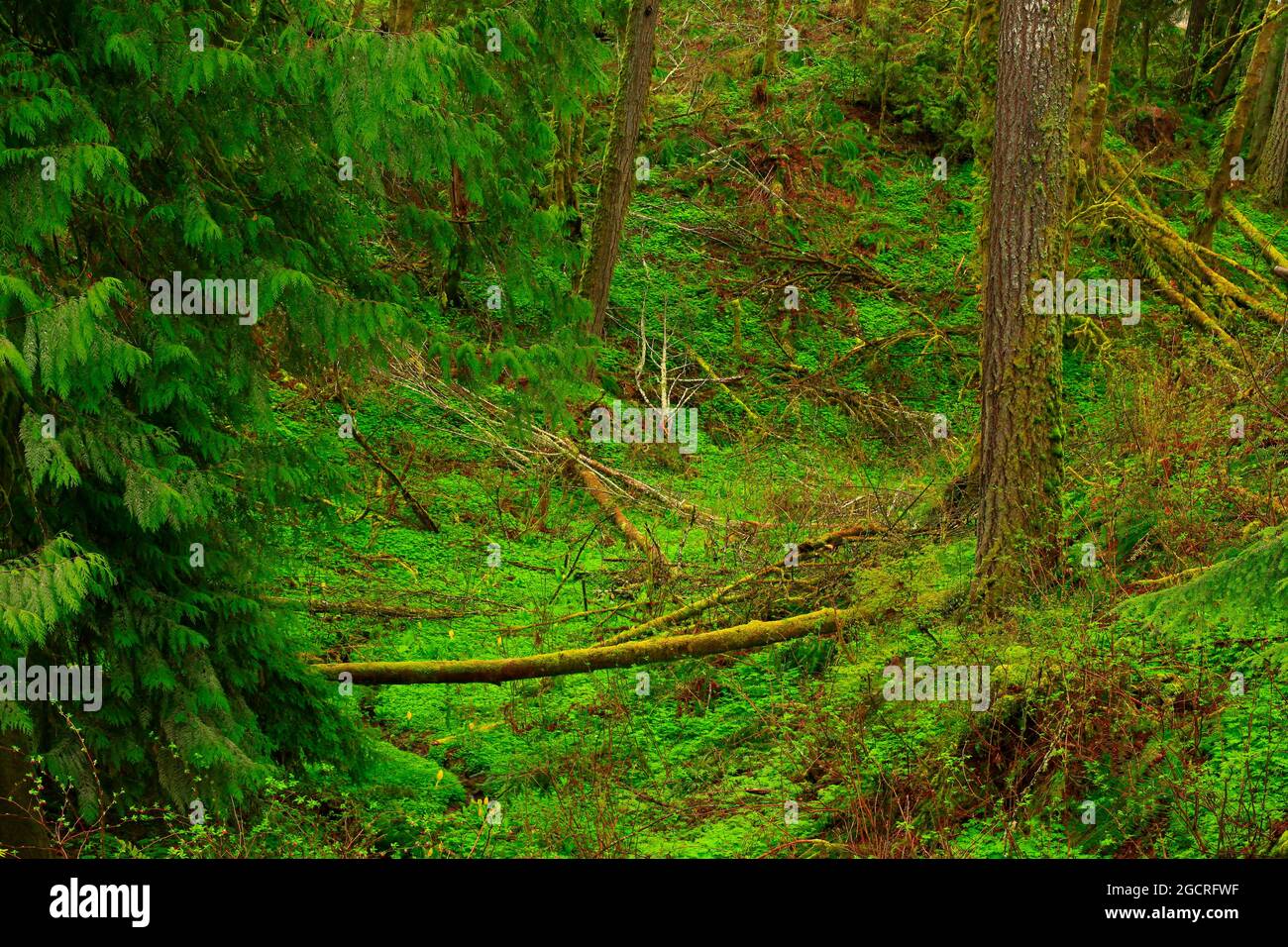a exterior picture of an Pacific Northwest forest with Douglas fir ...