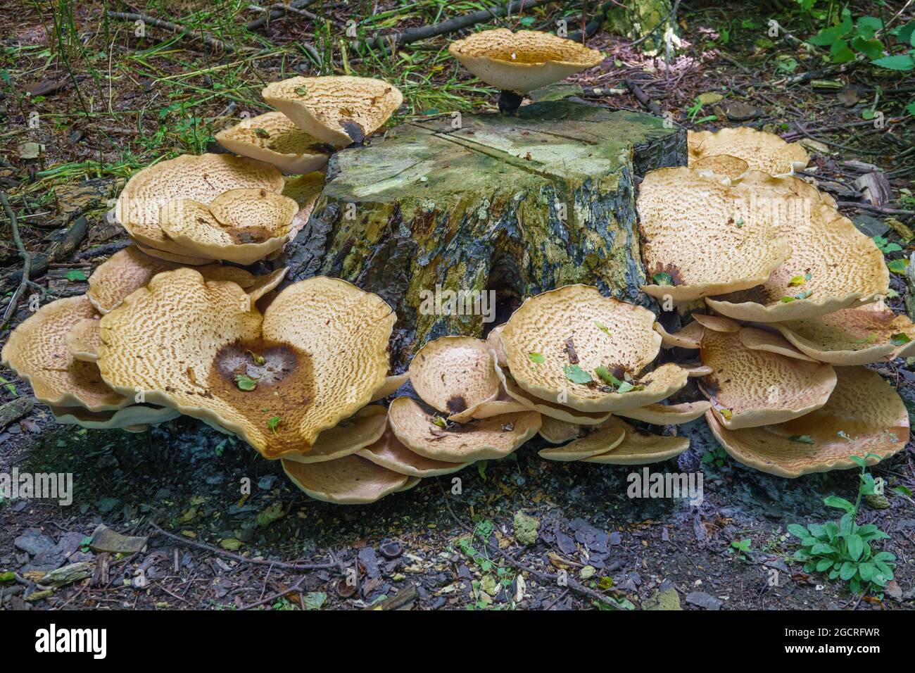 Polyporus