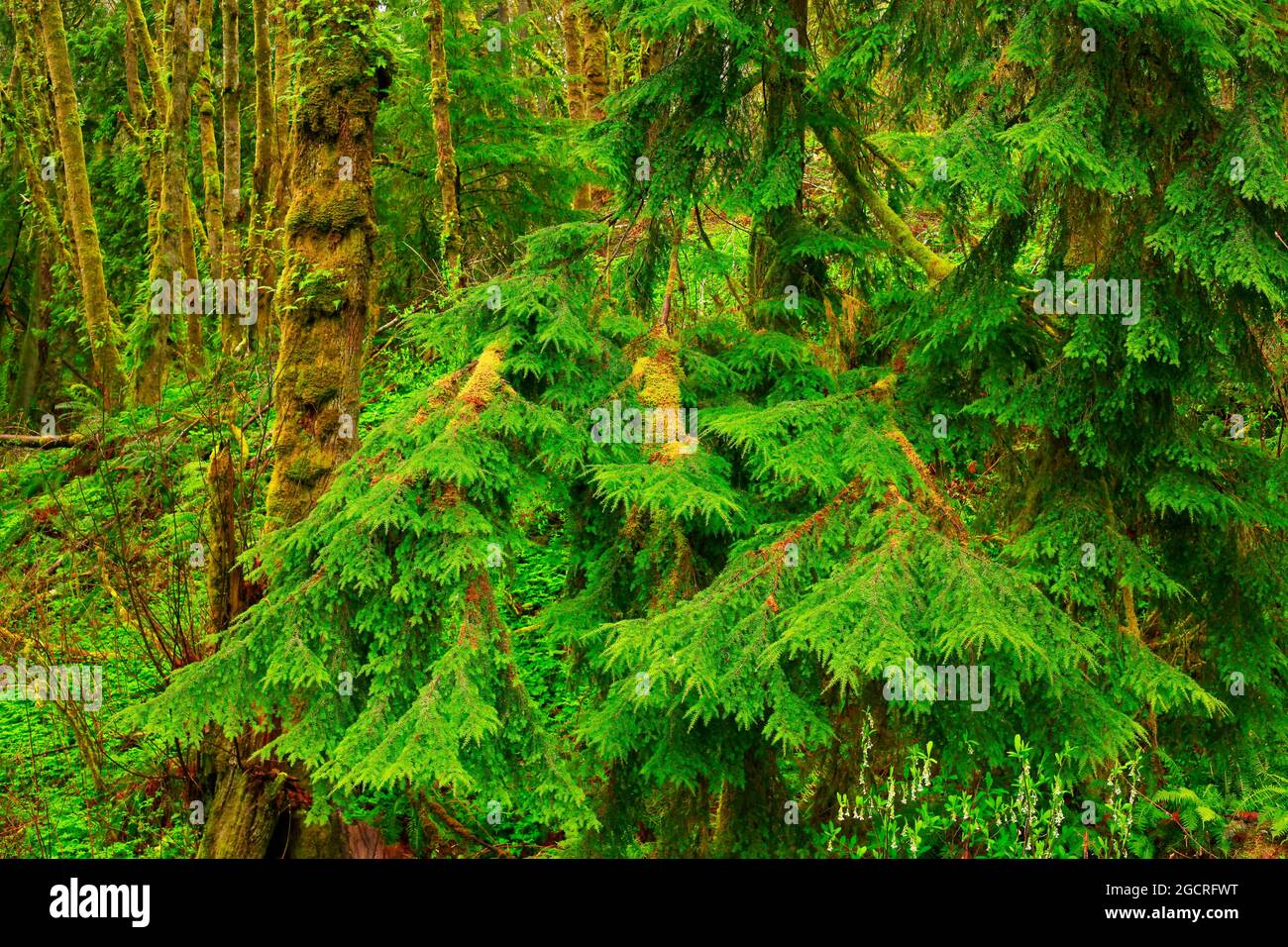 a exterior picture of an Pacific Northwest rainforest with a Western ...