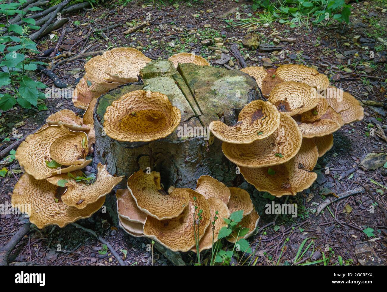 Cerioporus squamosus aka Polyporus squamosus is a basidiomycete bracket ...
