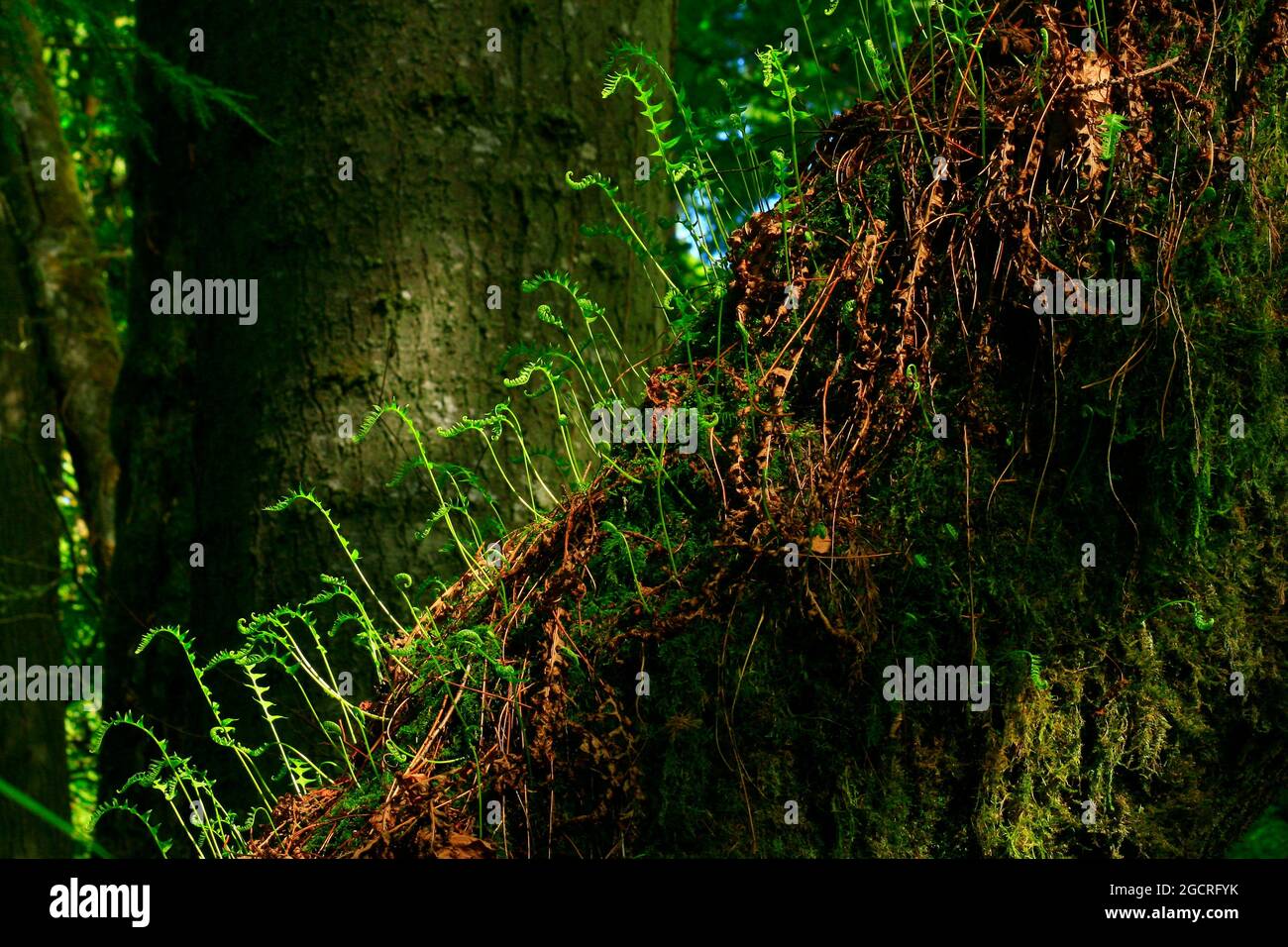 a exterior picture of an Pacific Northwest forest with Big leaf maple ...