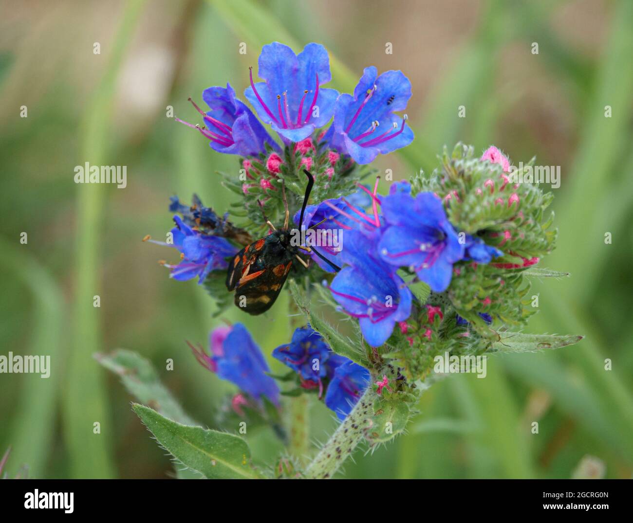 Vibrant blue Viper's-bugloss (Echium vulgare) also known as blueweed ...